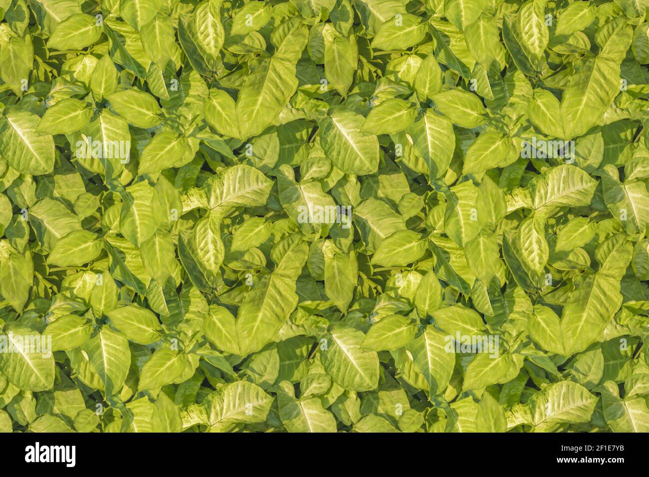 Tropical Style Leaves Motif Seamless Pattern Stock Photo - Alamy