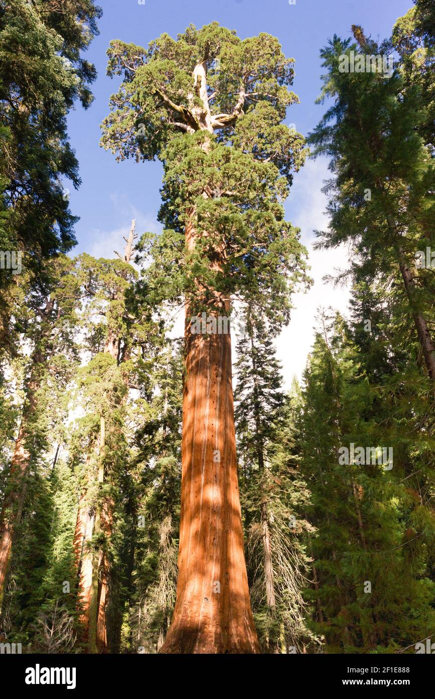 Giant Ancient Sequoia Tree Kings Canyon National Park Stock Photo - Alamy