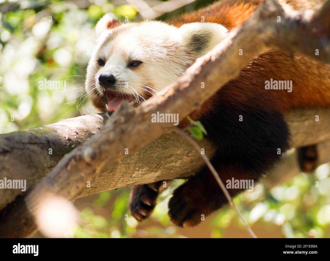 Red panda laying on branch hi-res stock photography and images - Alamy