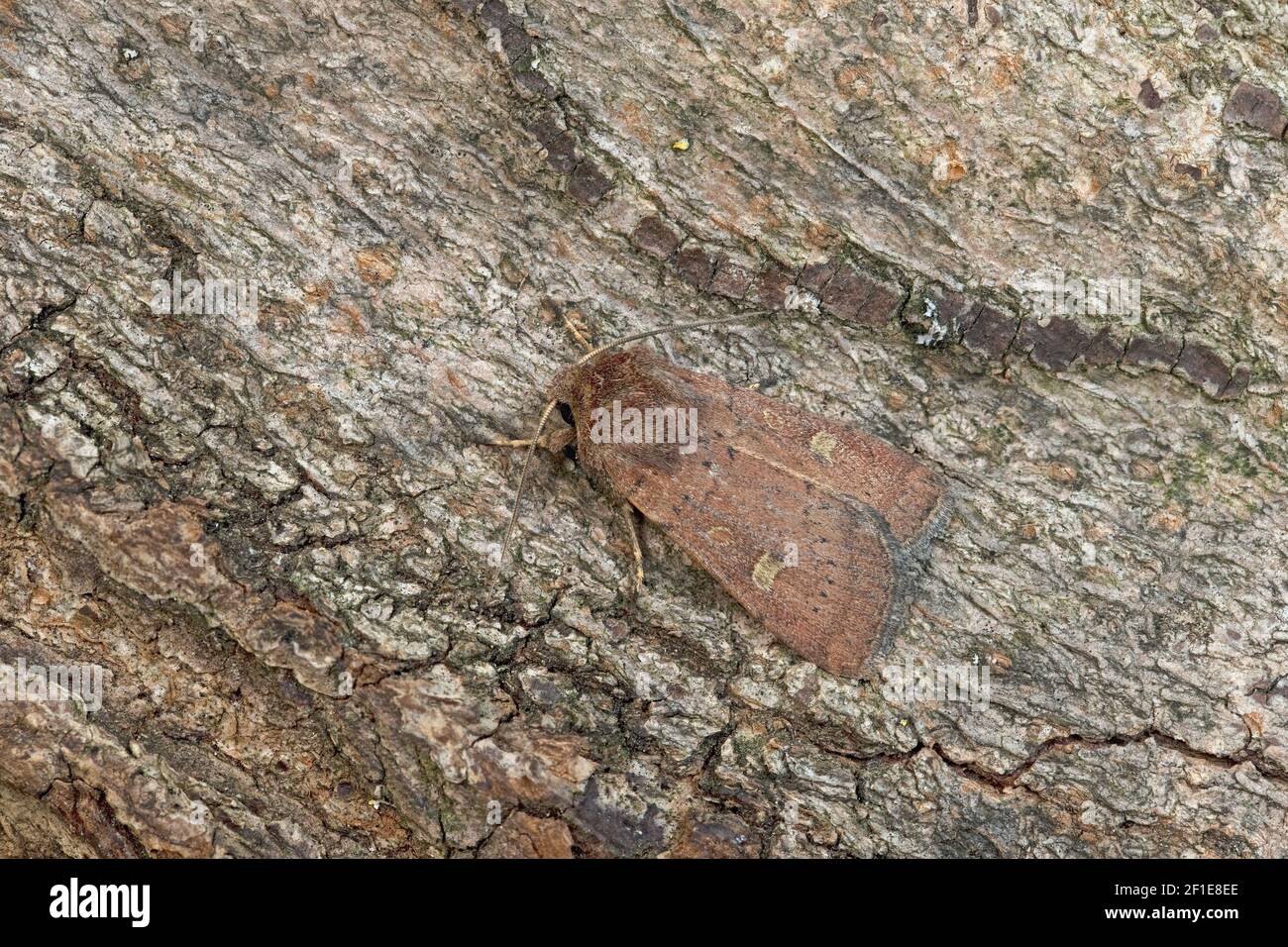 Square-spot Rustic (Xestia xanthographa Stock Photo - Alamy
