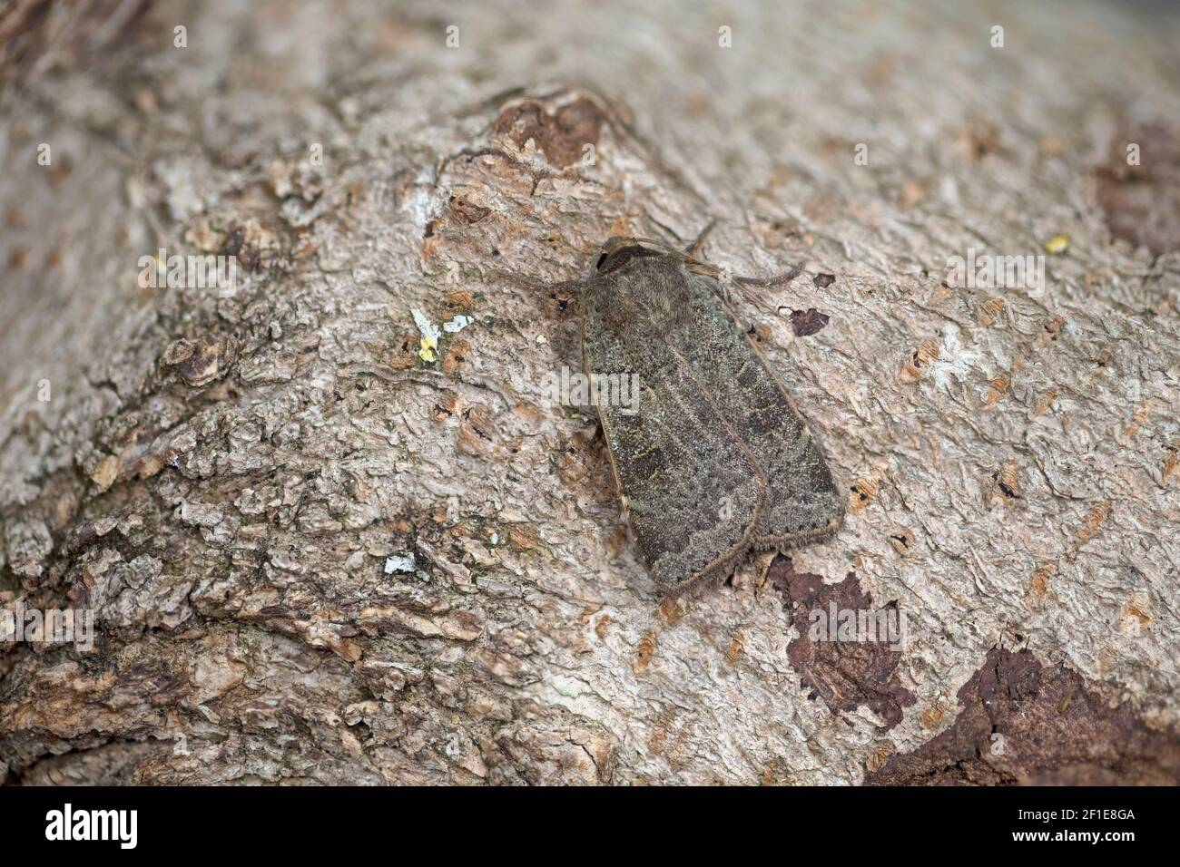 Uncertain Moth High Resolution Stock Photography and Images - Alamy