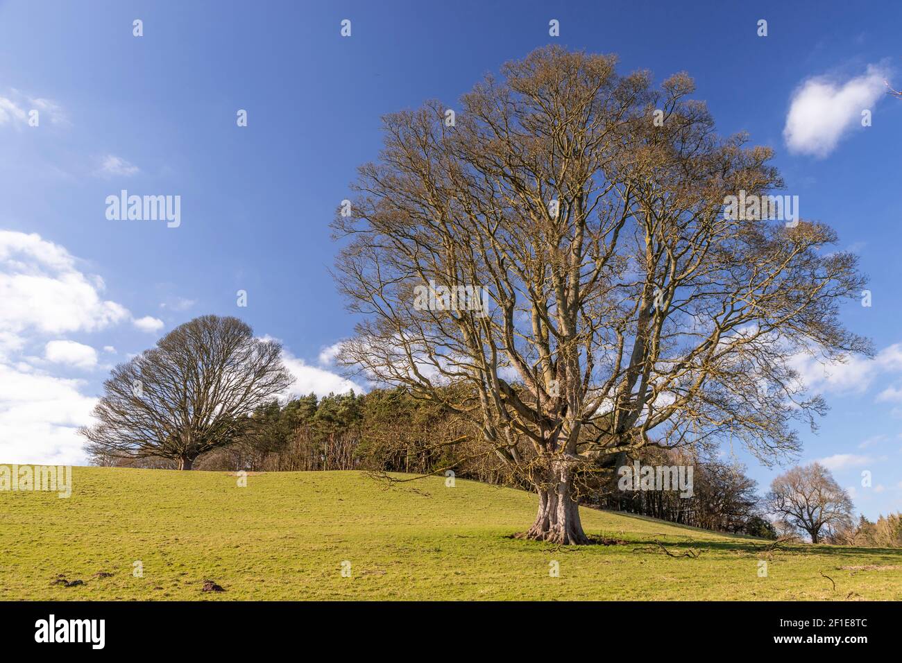 Ancient tree wales hi-res stock photography and images - Alamy