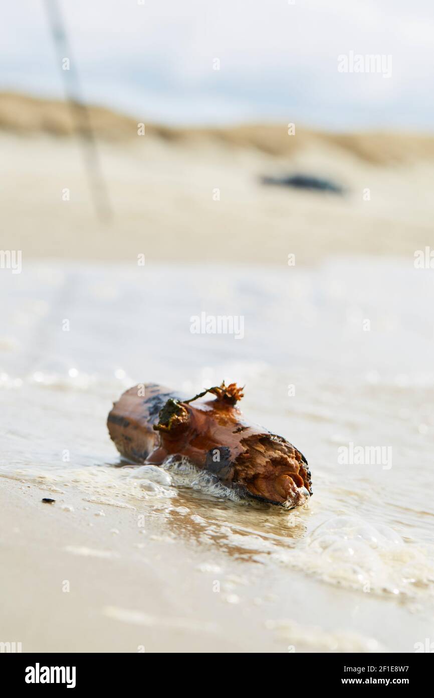 tree log laying in the water at the beach Stock Photo - Alamy