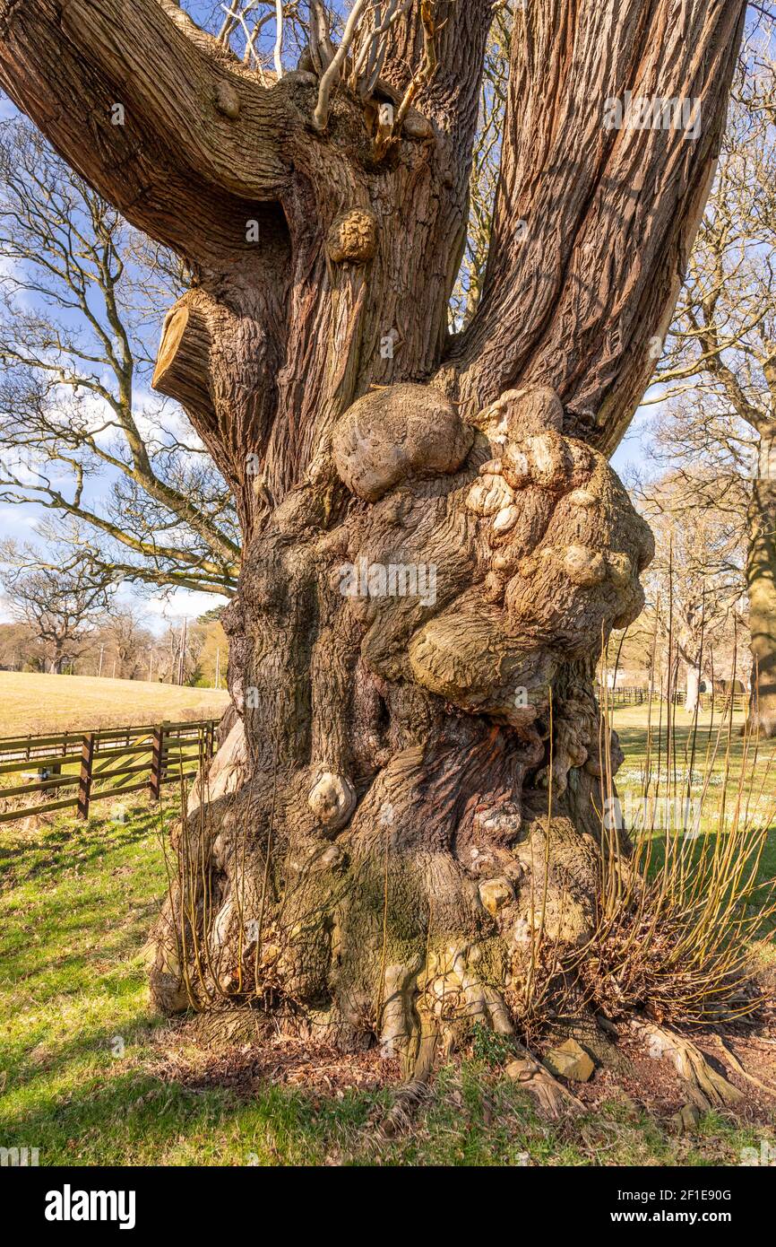 Large ancient tree at Gwysaney, near Mold, North Wales Stock Photo - Alamy