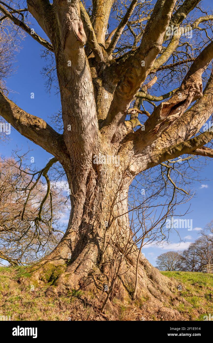 Large ancient tree at Gwysaney, near Mold, North Wales Stock Photo - Alamy