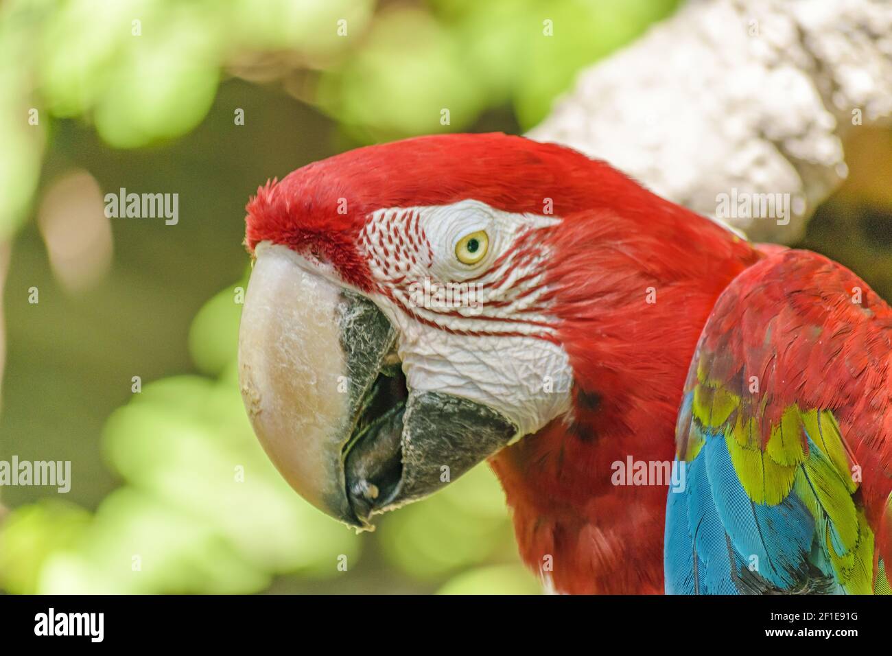 Ecuadorian Parrots at Zoo, Guayaquil, Ecuador Stock Photo - Alamy
