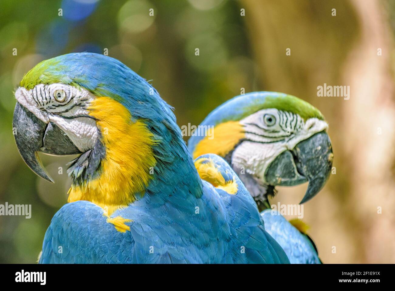 Ecuadorian Parrots at Zoo, Guayaquil, Ecuador Stock Photo - Alamy