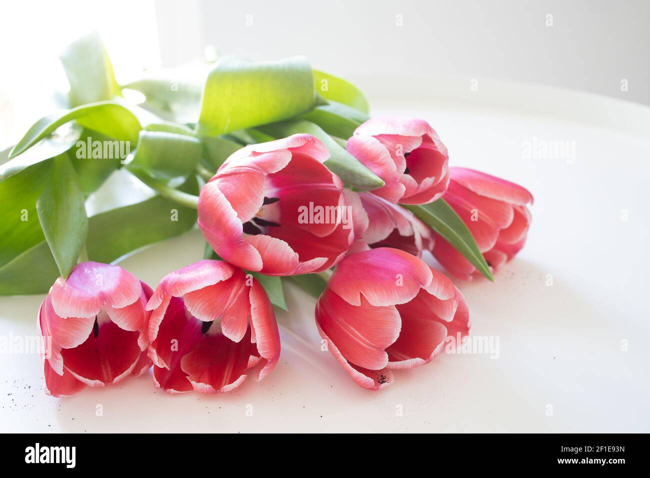 Beautiful fresh pink tulips laying on a white table Stock Photo - Alamy