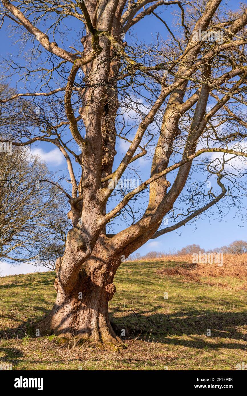 Ancient tree wales hi-res stock photography and images - Alamy