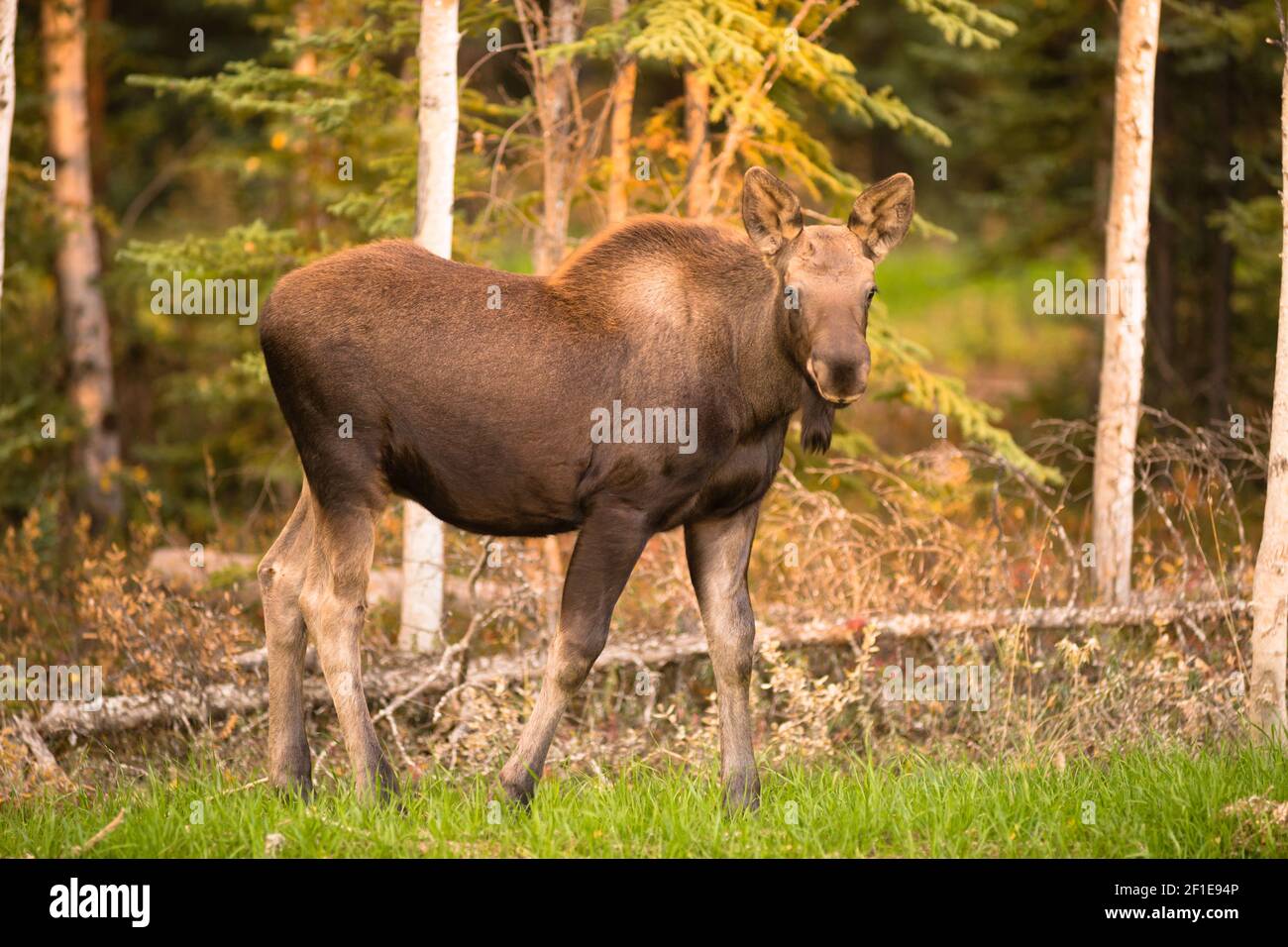 Newborn Moose Calf Feeding On Grass Alaska Wilderness Stock Photo - Alamy