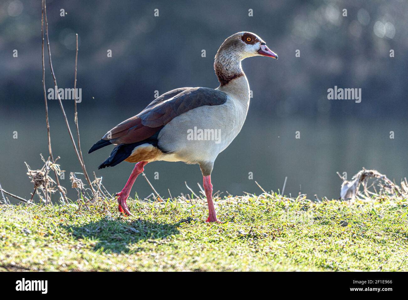 Egyptian goose on a short meadow by the water Stock Photo - Alamy