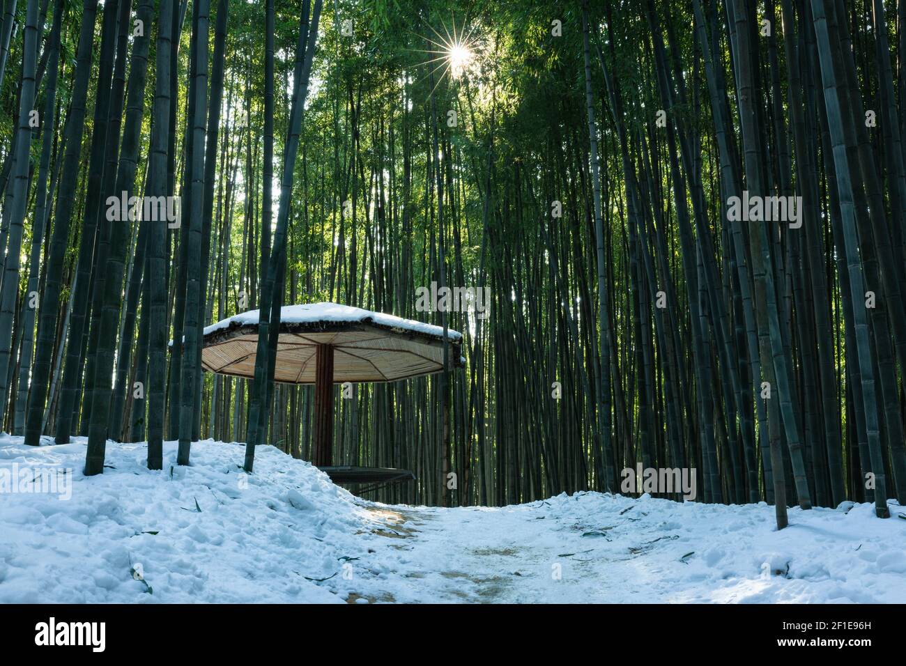 A snowy bamboo forest illuminated by the sun, a beautiful winter ...