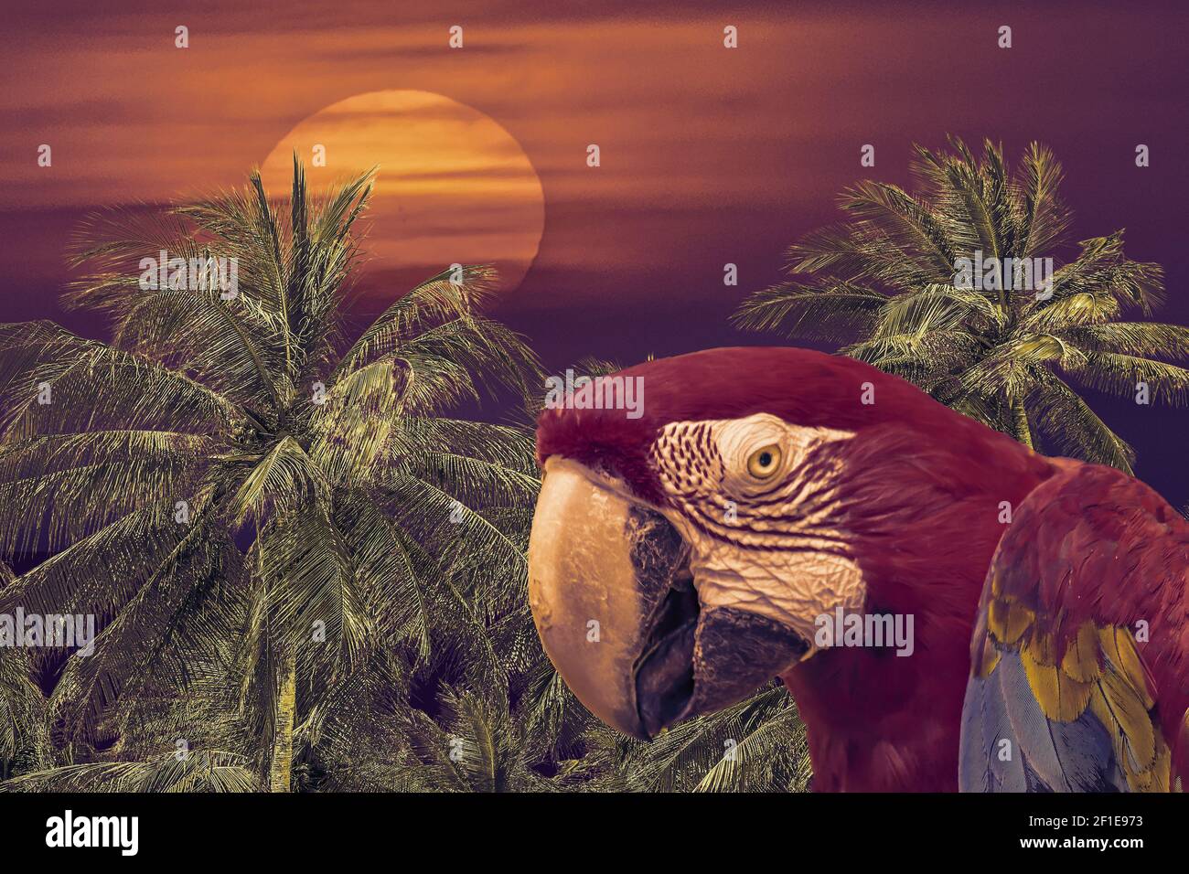 Tropical Background Collage Design Stock Photo - Alamy