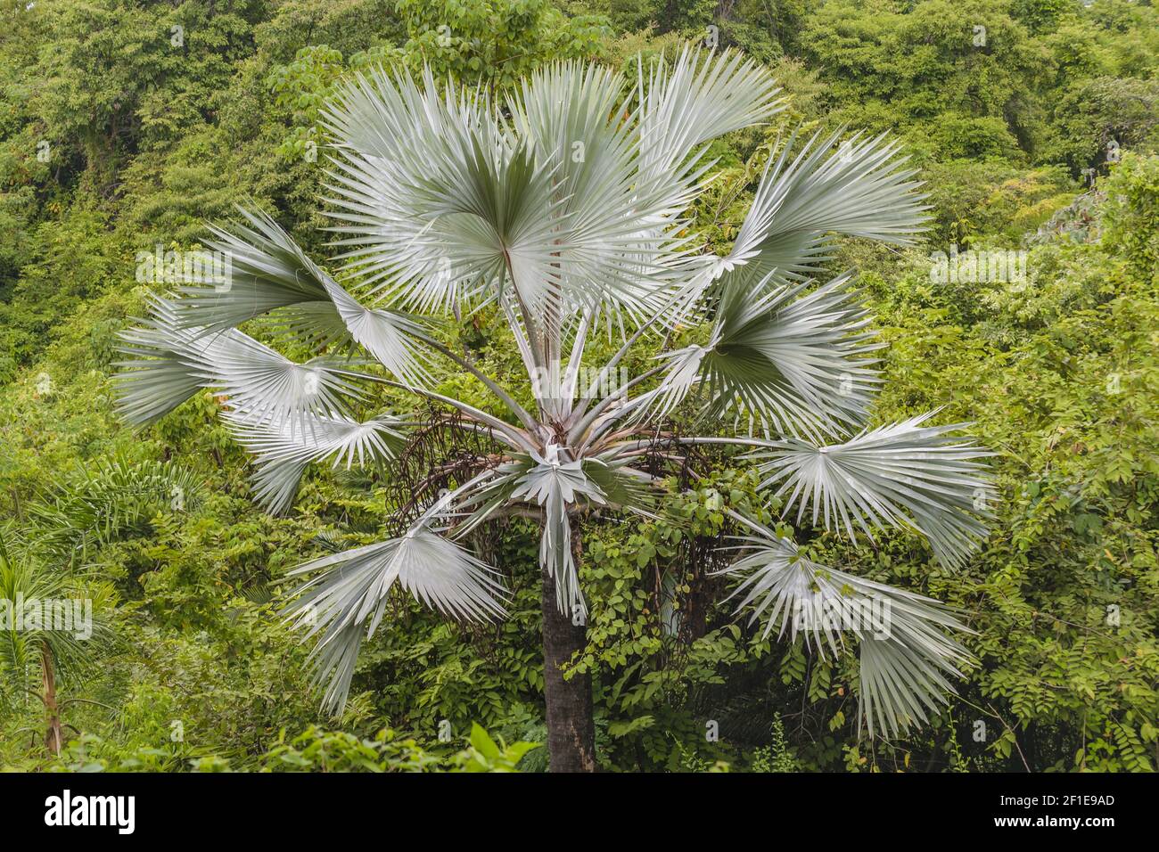 Big Tropical Plants Botanic Garden, Guayaquil Stock Photo - Alamy