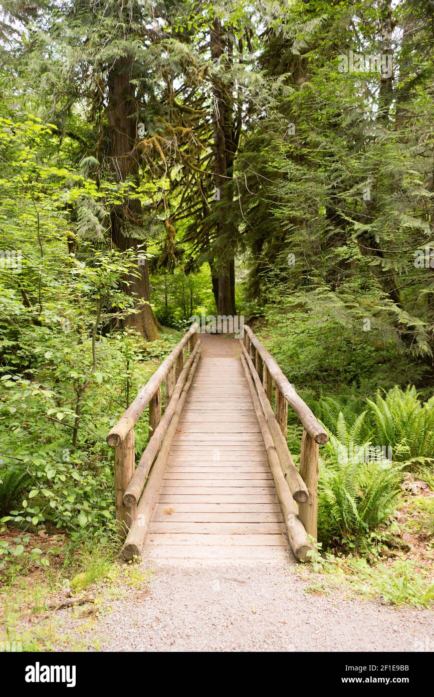 Wood Path Boardwalk Bridge Leads into The Forest Stock Photo - Alamy