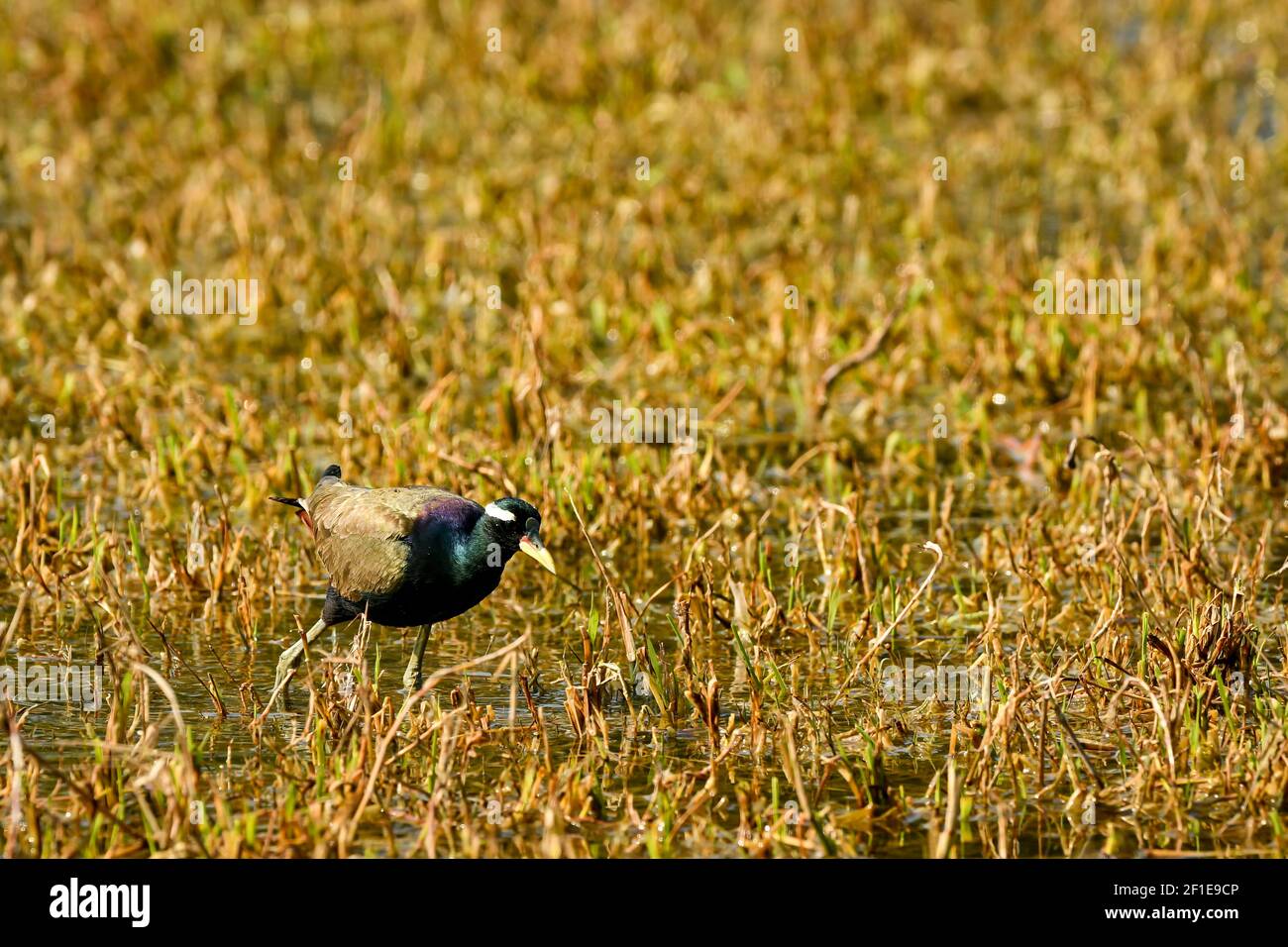 Bronze winged jacana or Metopidius indicus portrait in wetland of ...