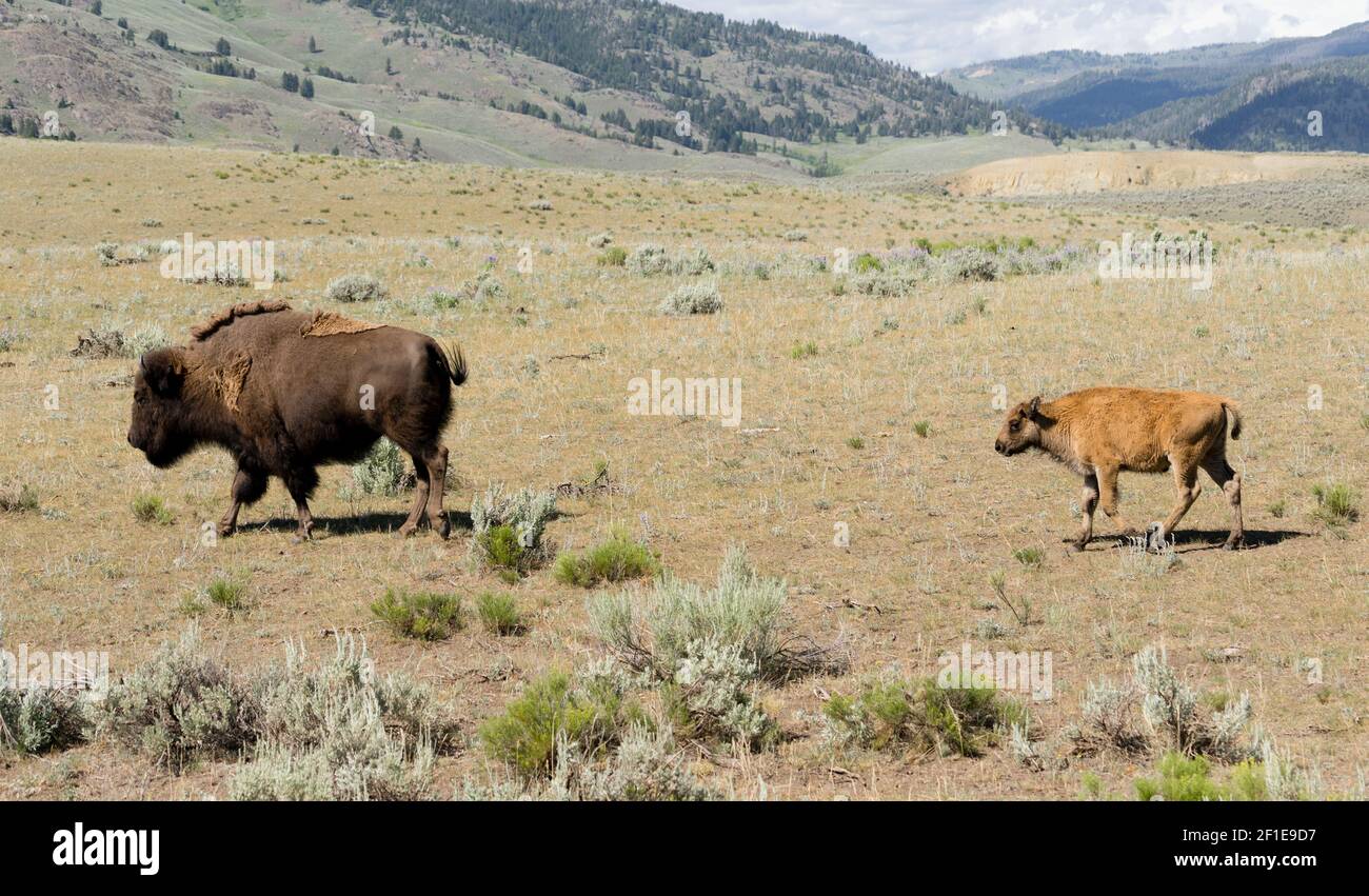 Young Buffalo Calf Follows Bull Male Bison Stock Photo - Alamy