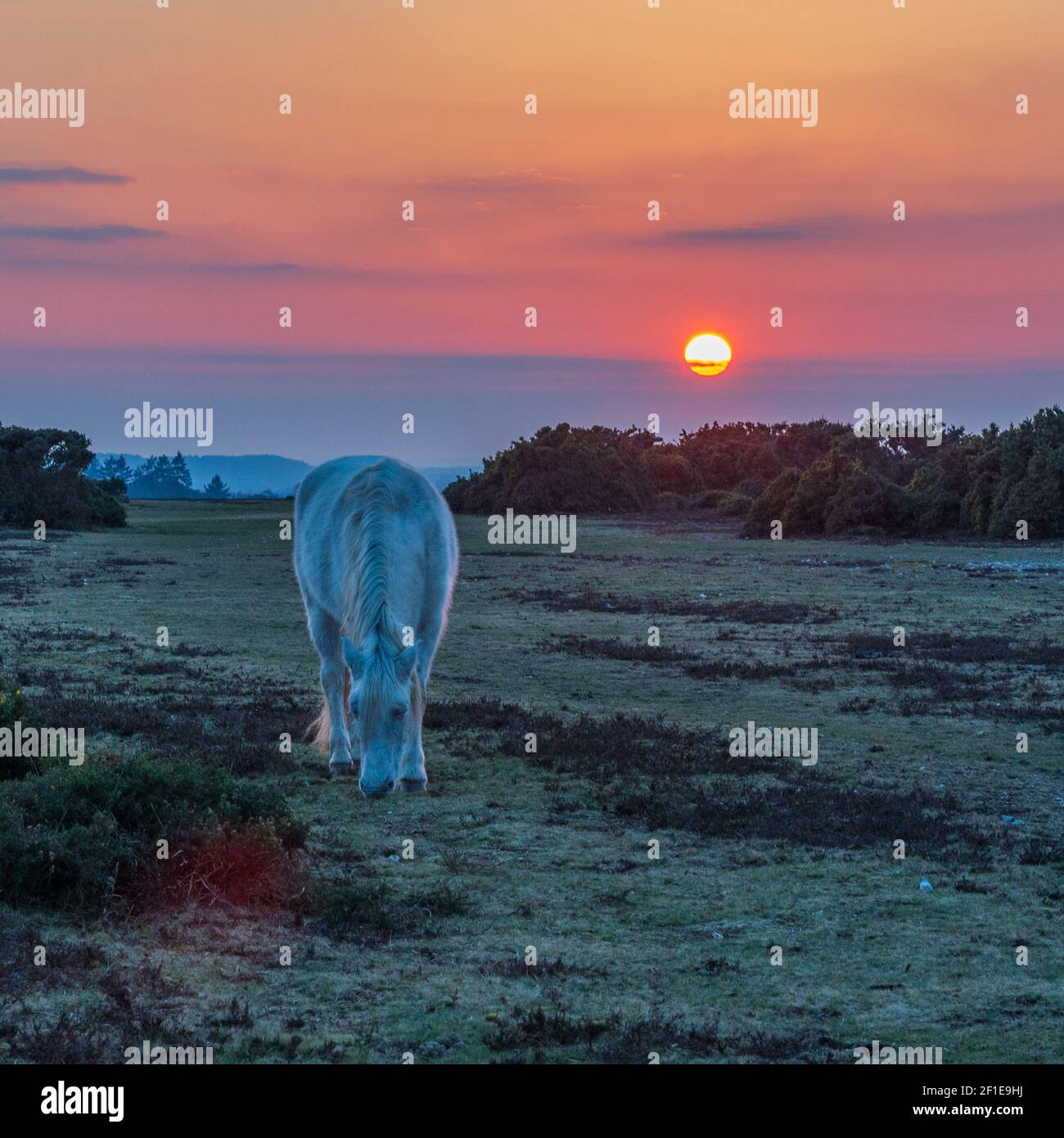 White pony sunset hi-res stock photography and images - Alamy