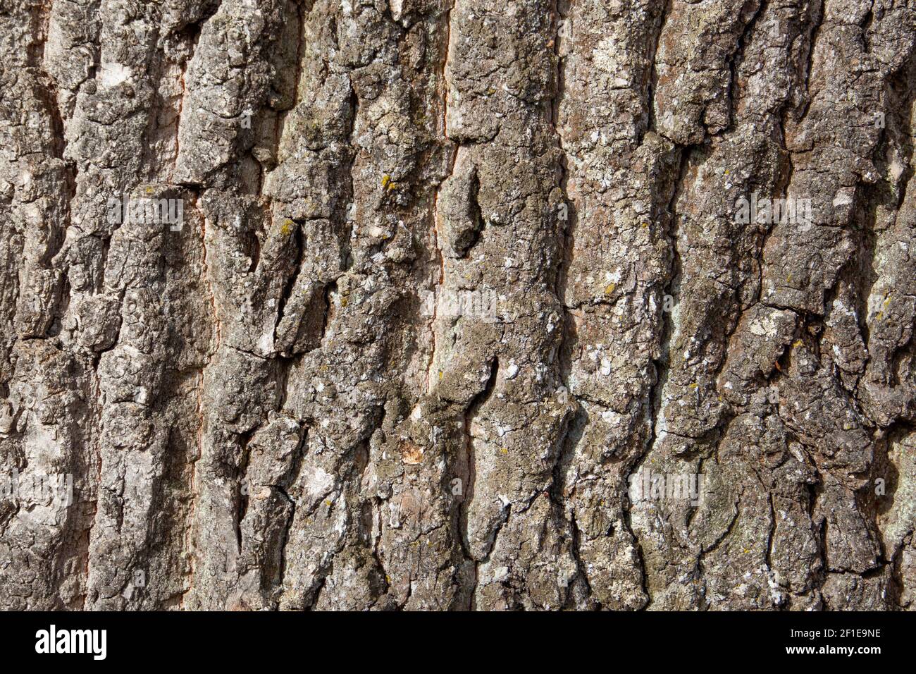 Oak Tree Trunk Texture