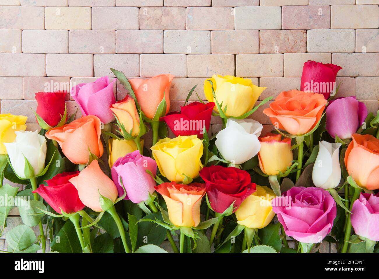 Fresh colorful roses Stock Photo - Alamy