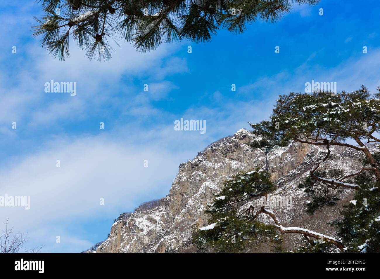 Korean pine trees hi-res stock photography and images - Alamy