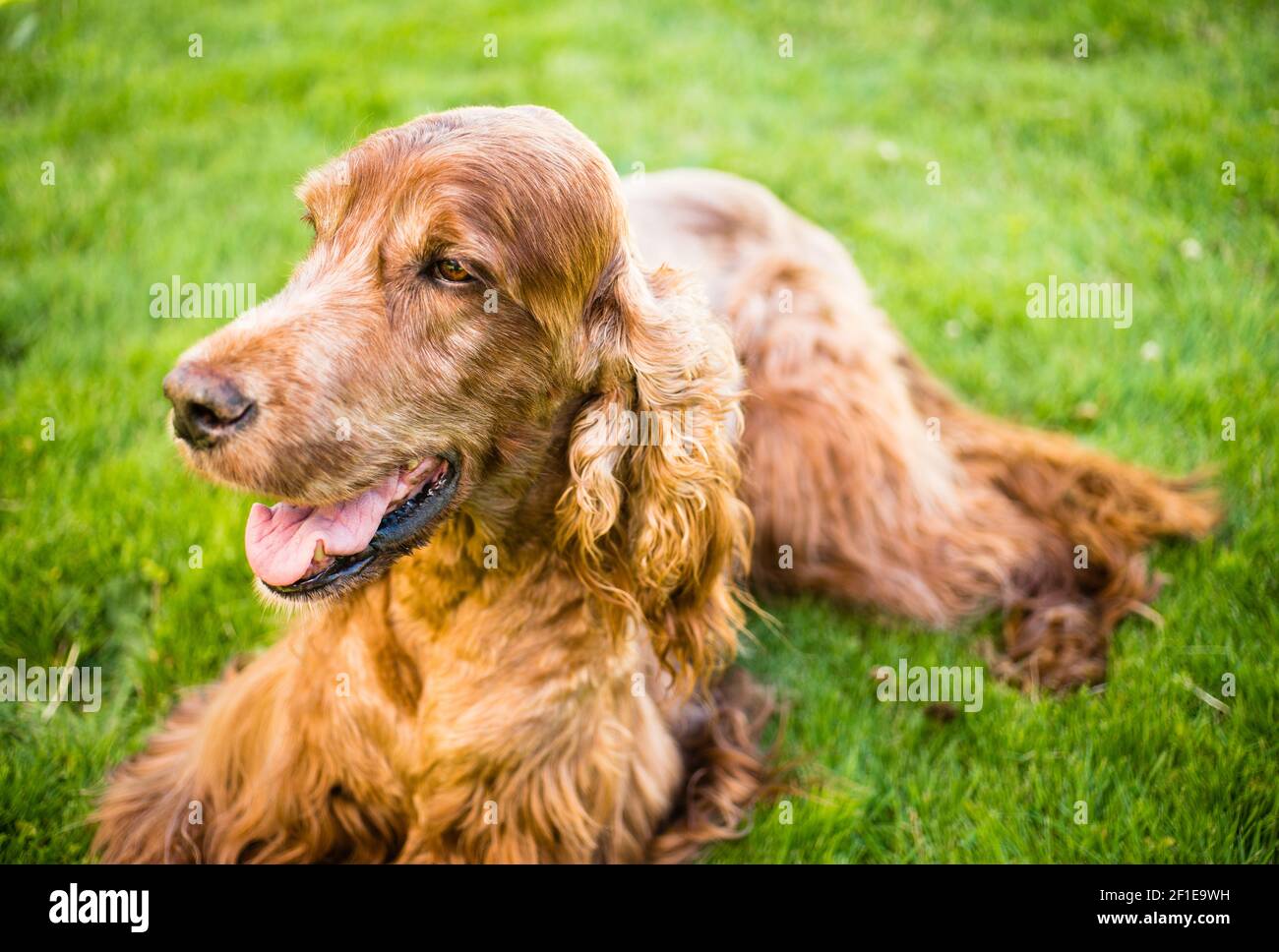 Purebred Irish Setter Dog Canine Pet Laying Down Stock Photo - Alamy