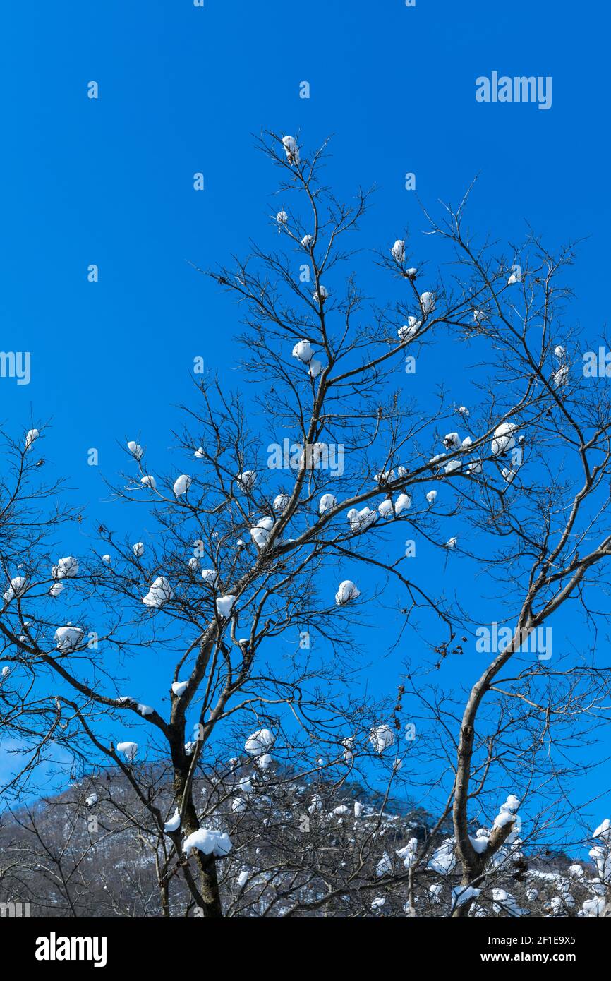 Blue sky background, snowflake tree branches, winter landscape in Korea ...