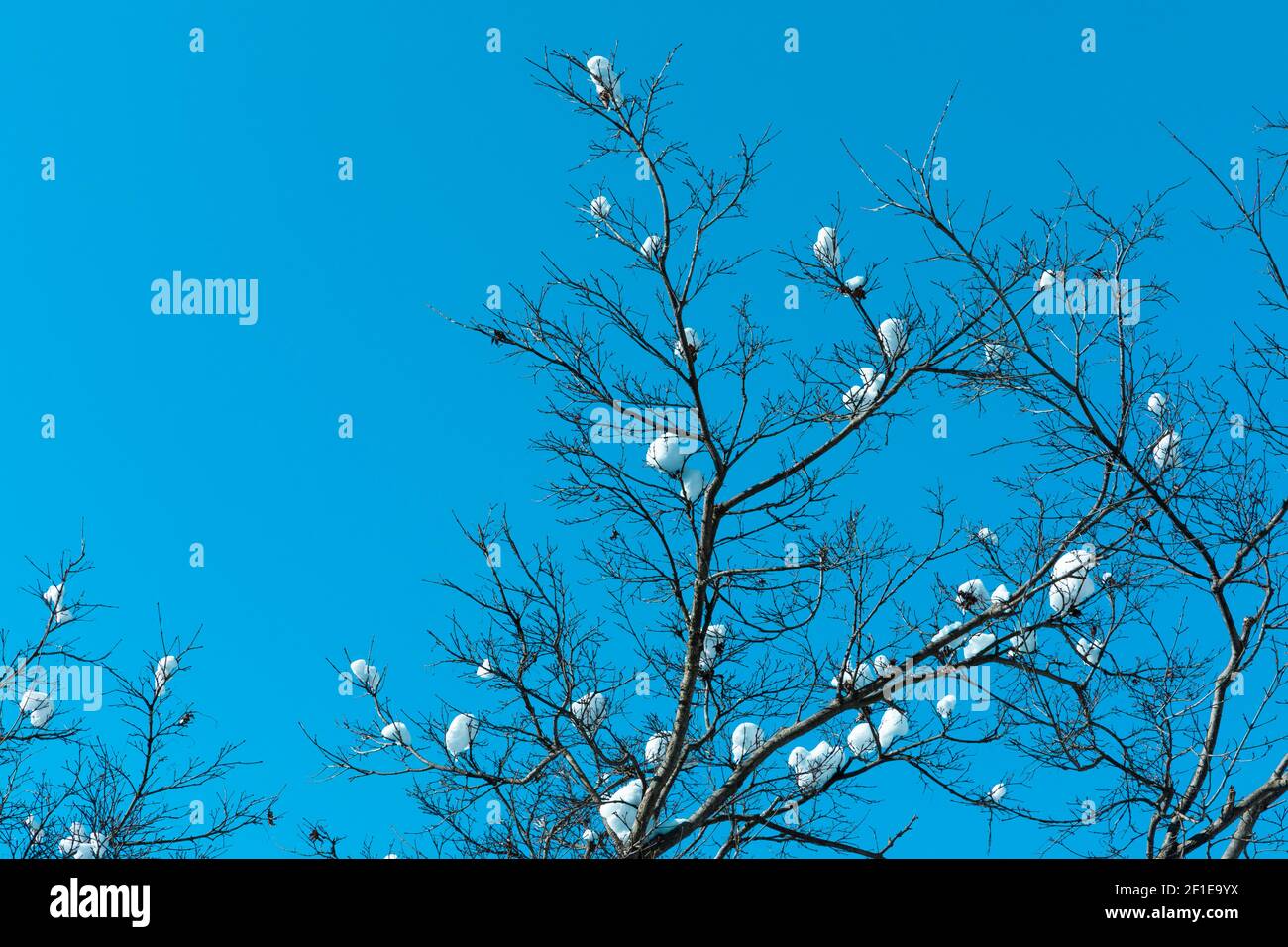 Blue sky background, snowflake tree branches, winter landscape in Korea ...