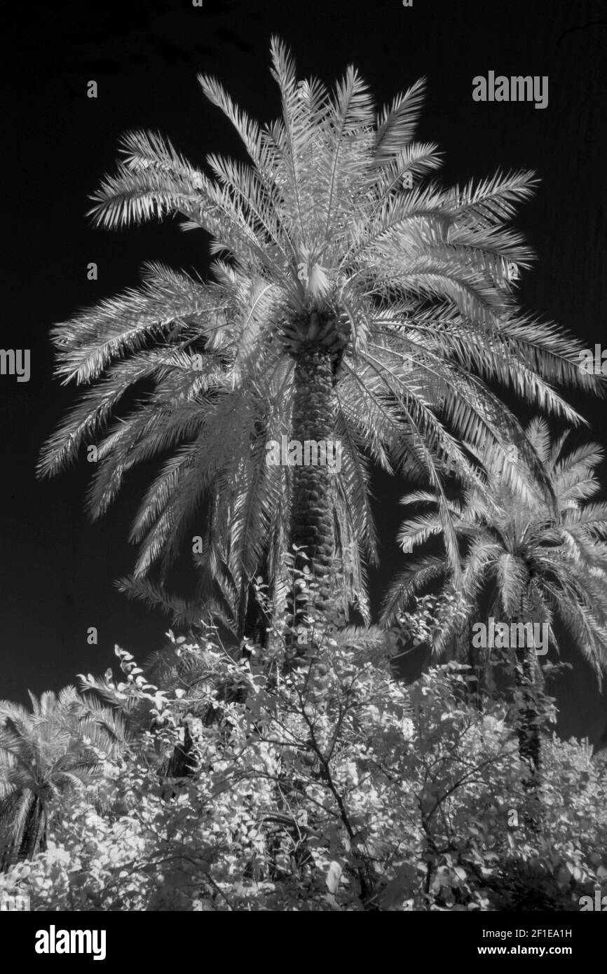 infrared photo of palms field in basra Stock Photo - Alamy
