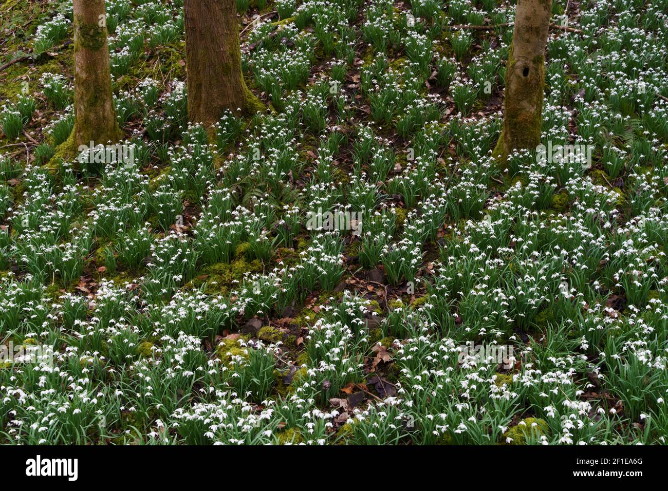 Snowdrops in the woodlands of Stichill Linn on the Newton Don estate in ...