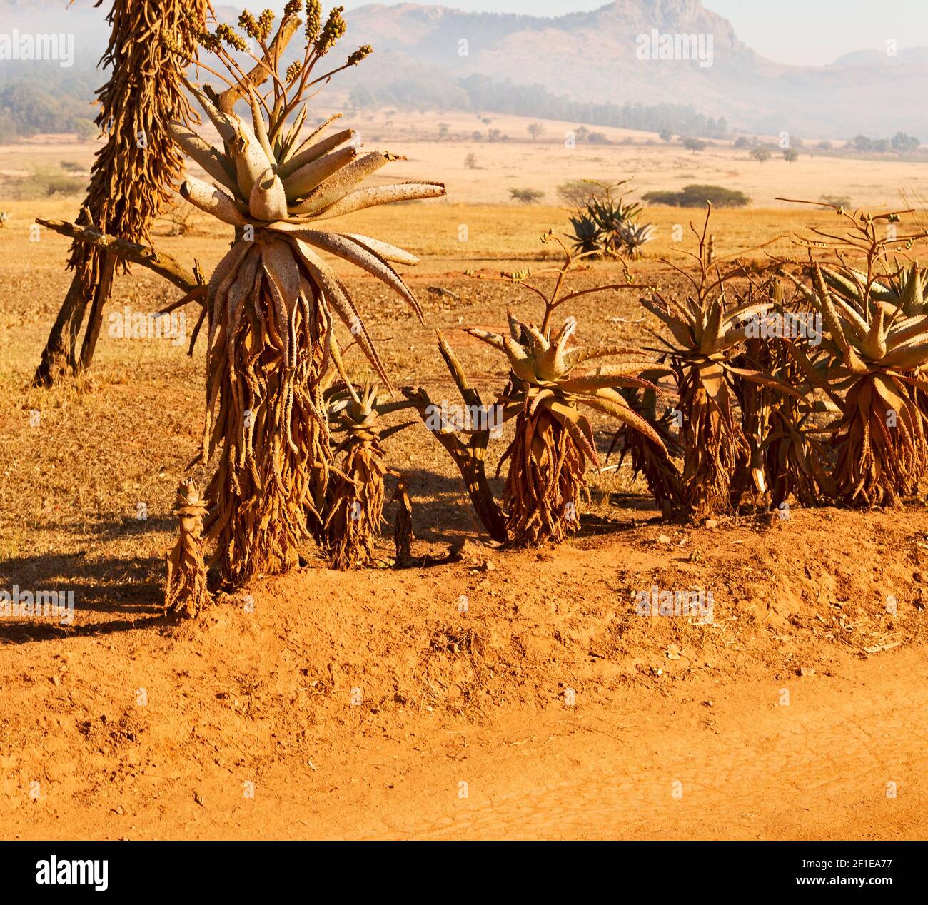 In swaziland wildlife nature reserve Stock Photo - Alamy