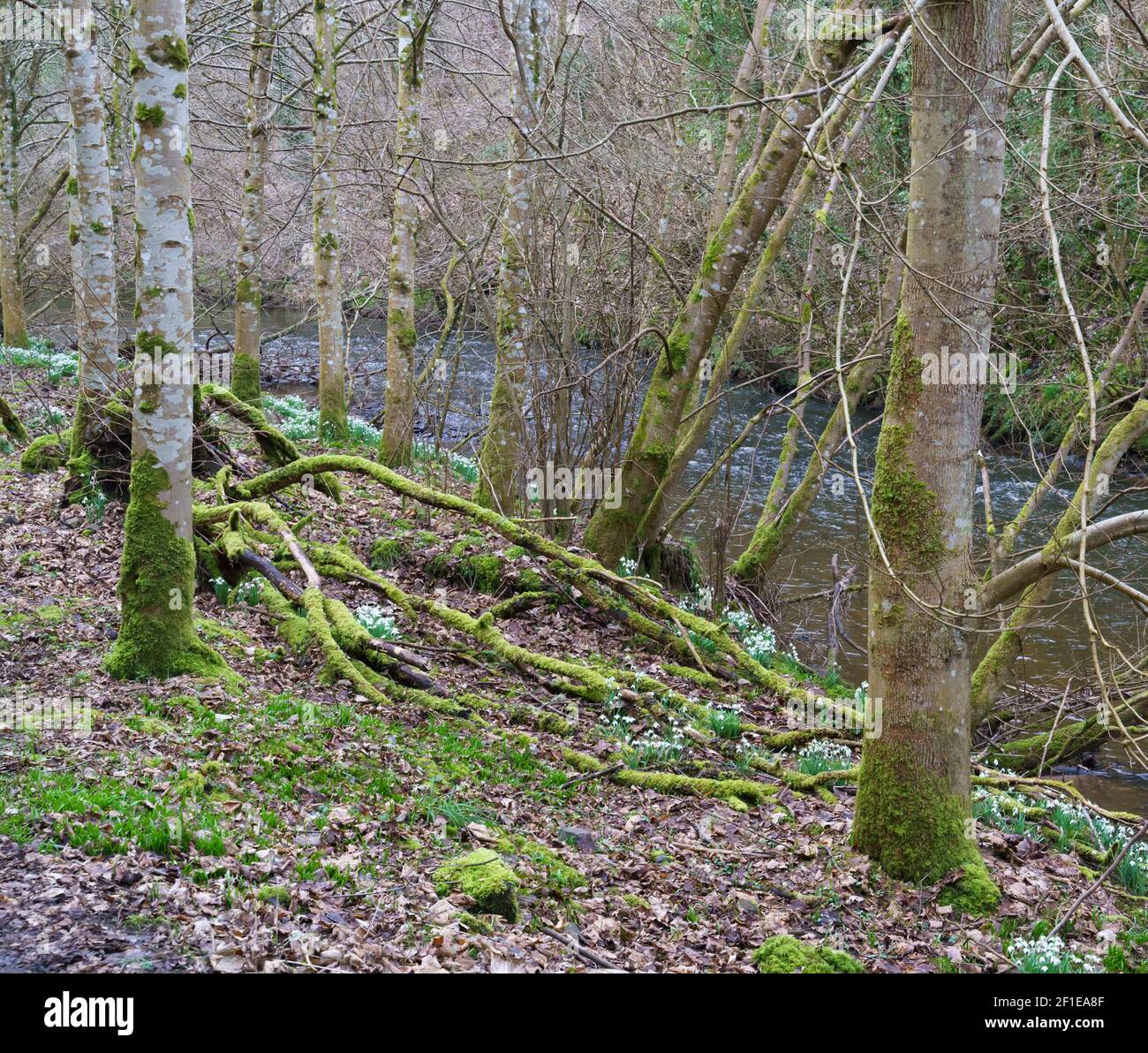 Eden Water river flows through woodlands in the estate of Newton Don ...