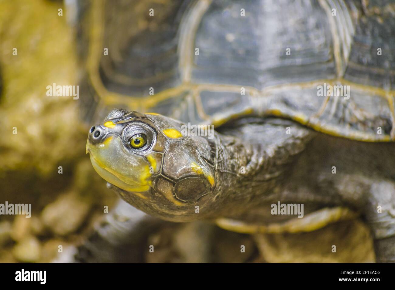 Angry turtle hi-res stock photography and images - Alamy
