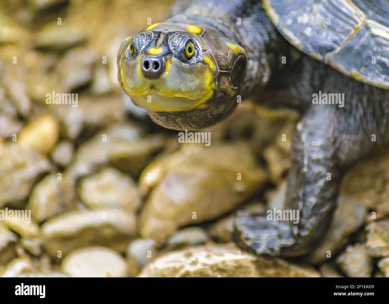 Angry turtle hi-res stock photography and images - Alamy