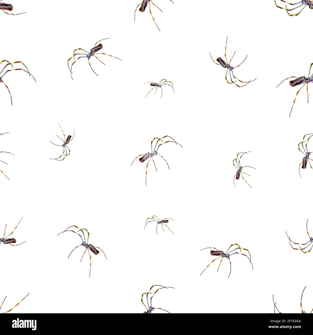 Black spiders seamless pattern hi-res stock photography and images - Alamy