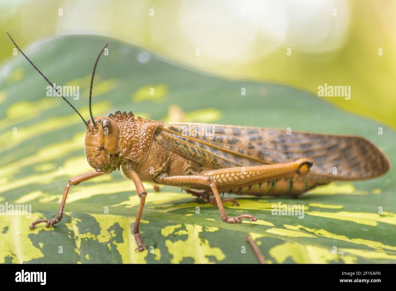 Locust Insect at Botanical Garden, Guayaquil, Ecuador Stock Photo - Alamy