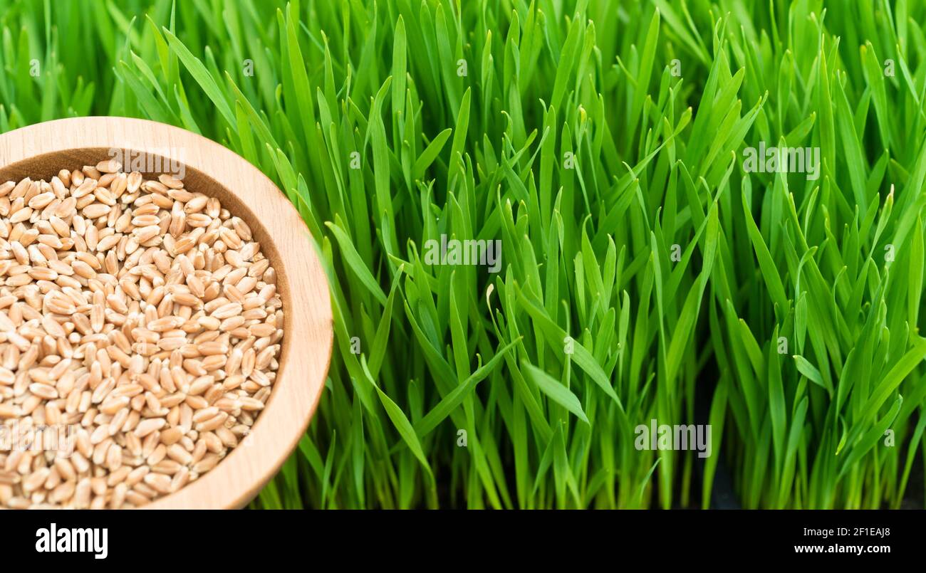 Microgreens Growing Panoramic Wheatgrass Blades Bowl Red Wheat Berries ...