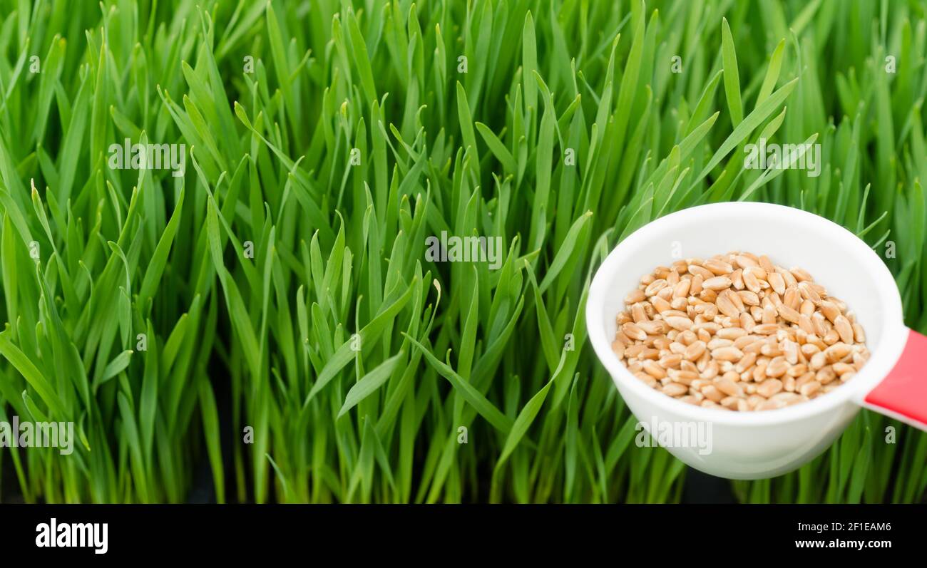 Microgreens growing hi-res stock photography and images - Alamy