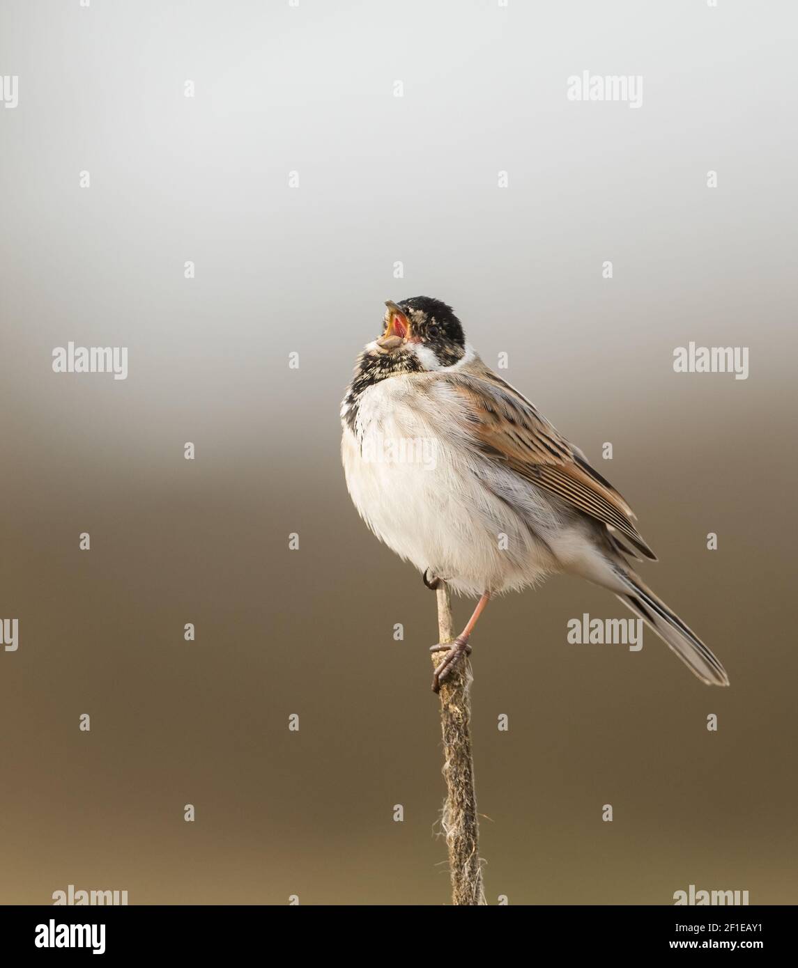 A male Reed Bunting (A male Reed Bunting (Emberiza schoeniclus) singing ...