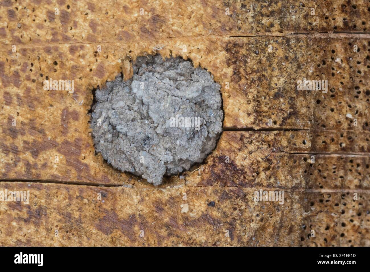 Rote Mauerbiene, Rostrote Mauerbiene, Mauerbiene, Mauer-Biene ...