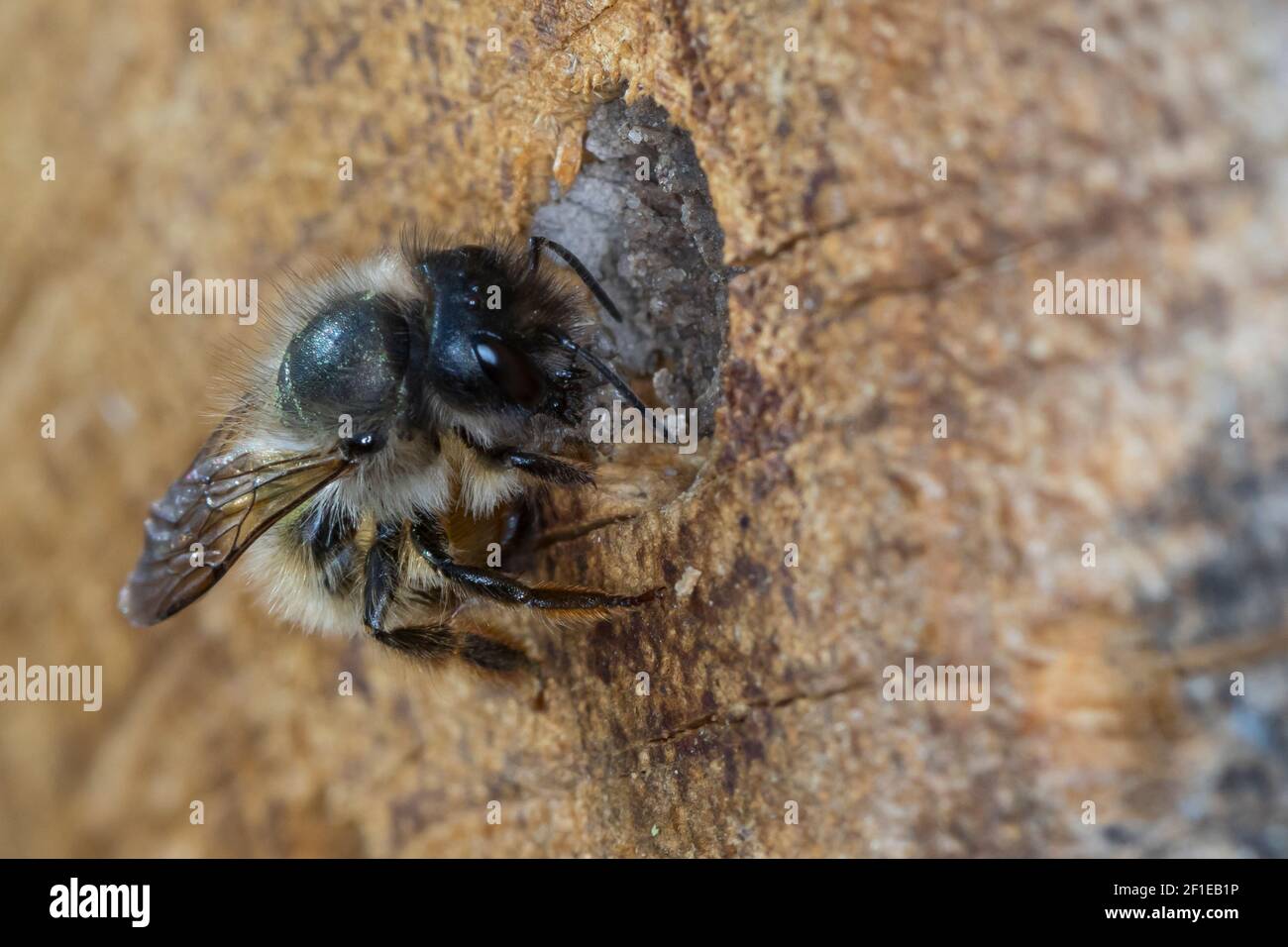 Mauer biene hi-res stock photography and images - Alamy