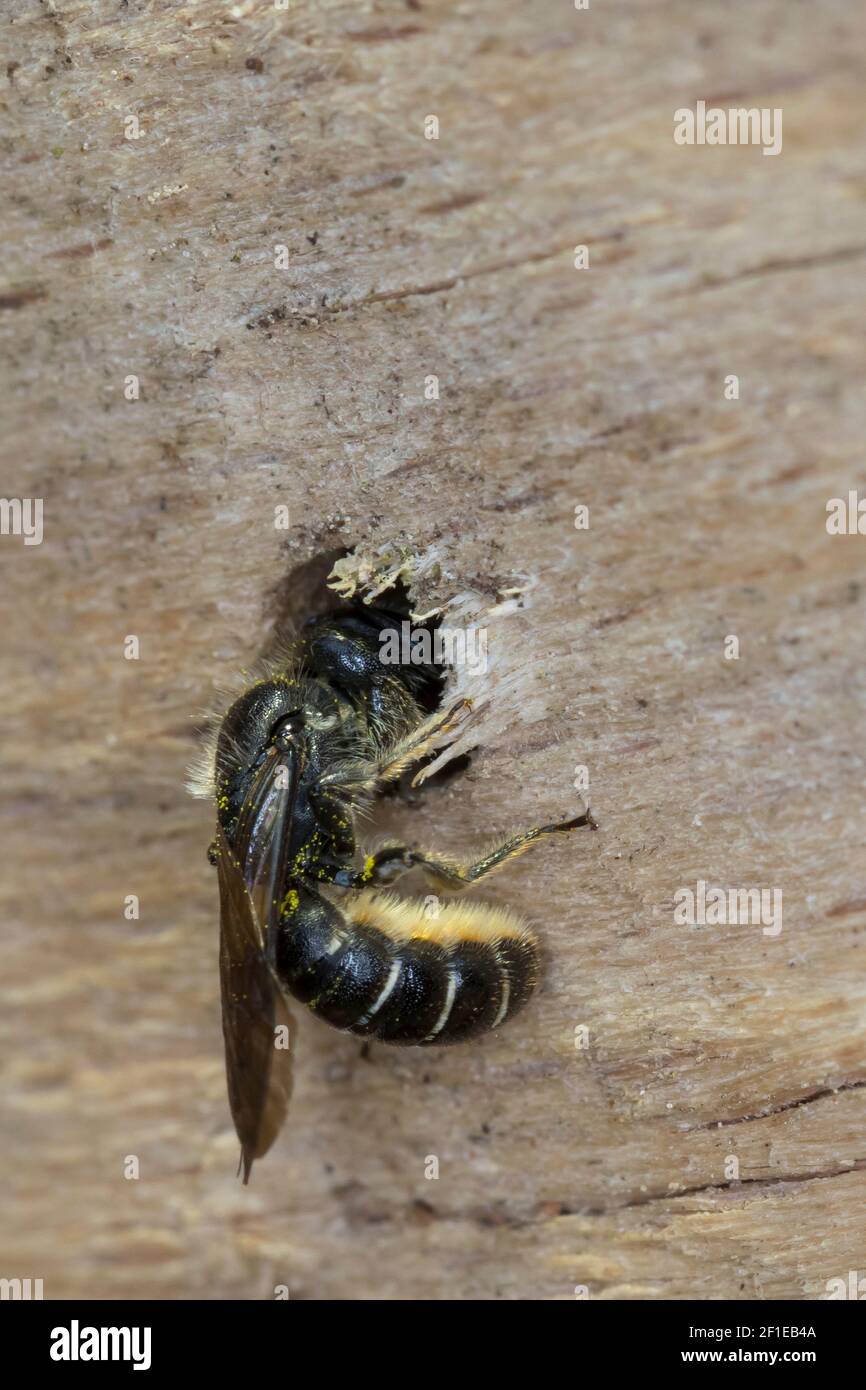 Carpenter Bee Larvae