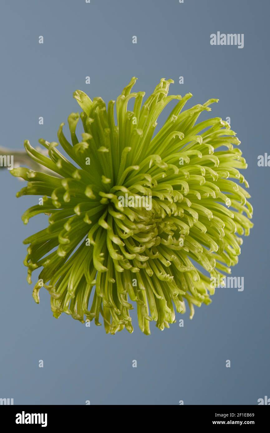 Grey or yellow background hi-res stock photography and images - Alamy