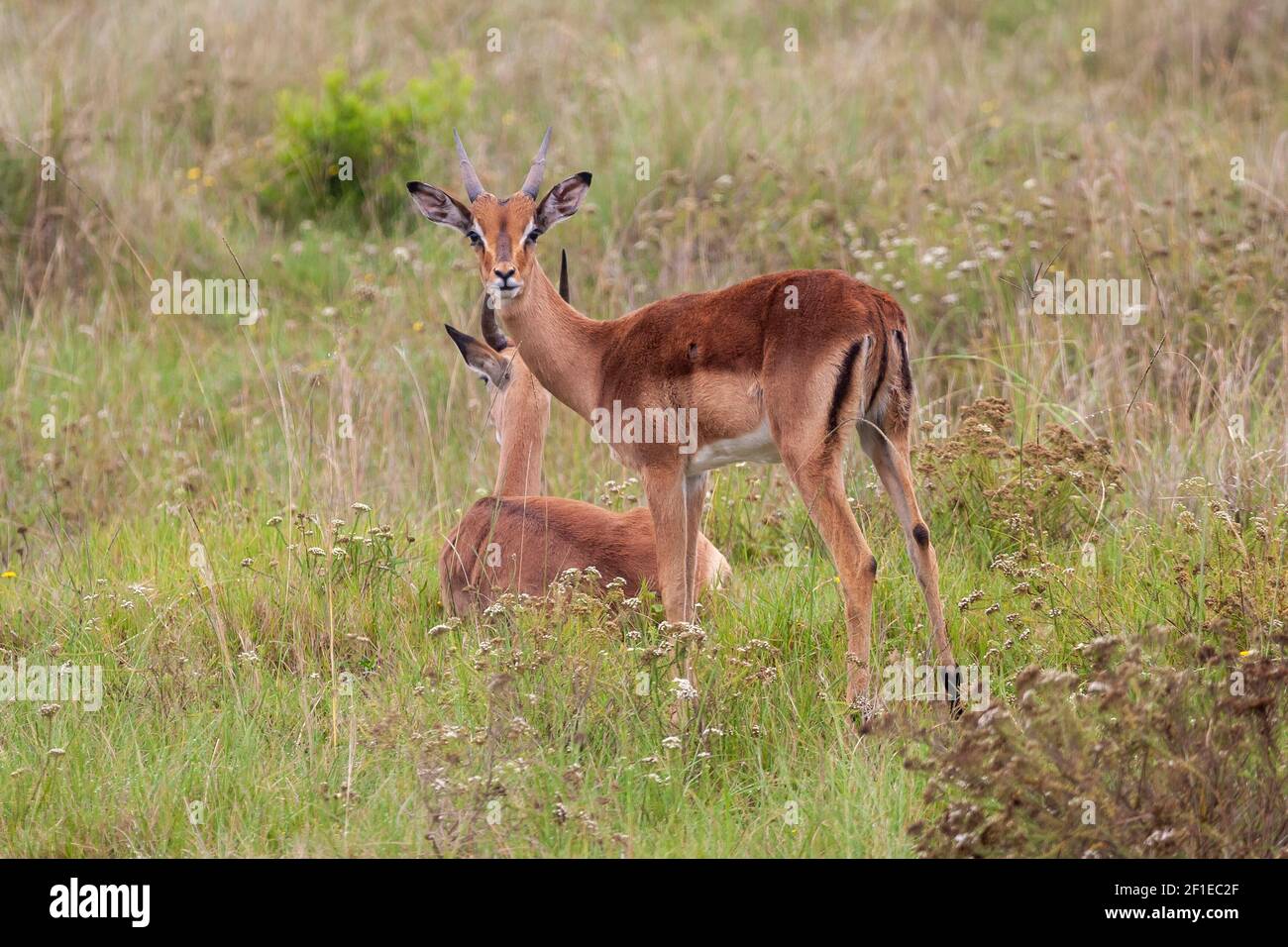 Impala africa eastern cape hi-res stock photography and images - Alamy