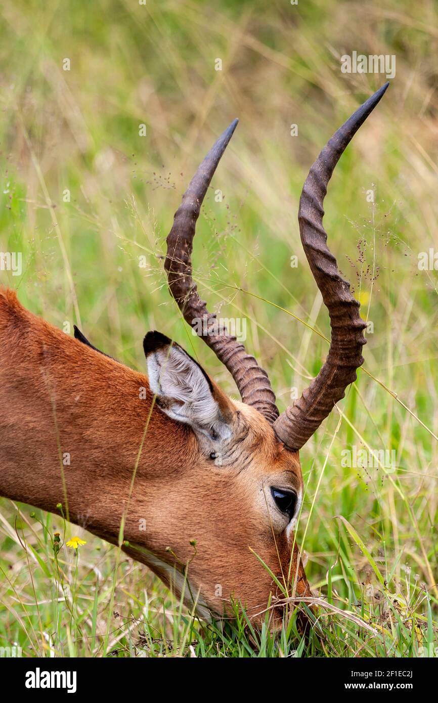 Impala africa eastern cape hi-res stock photography and images - Alamy