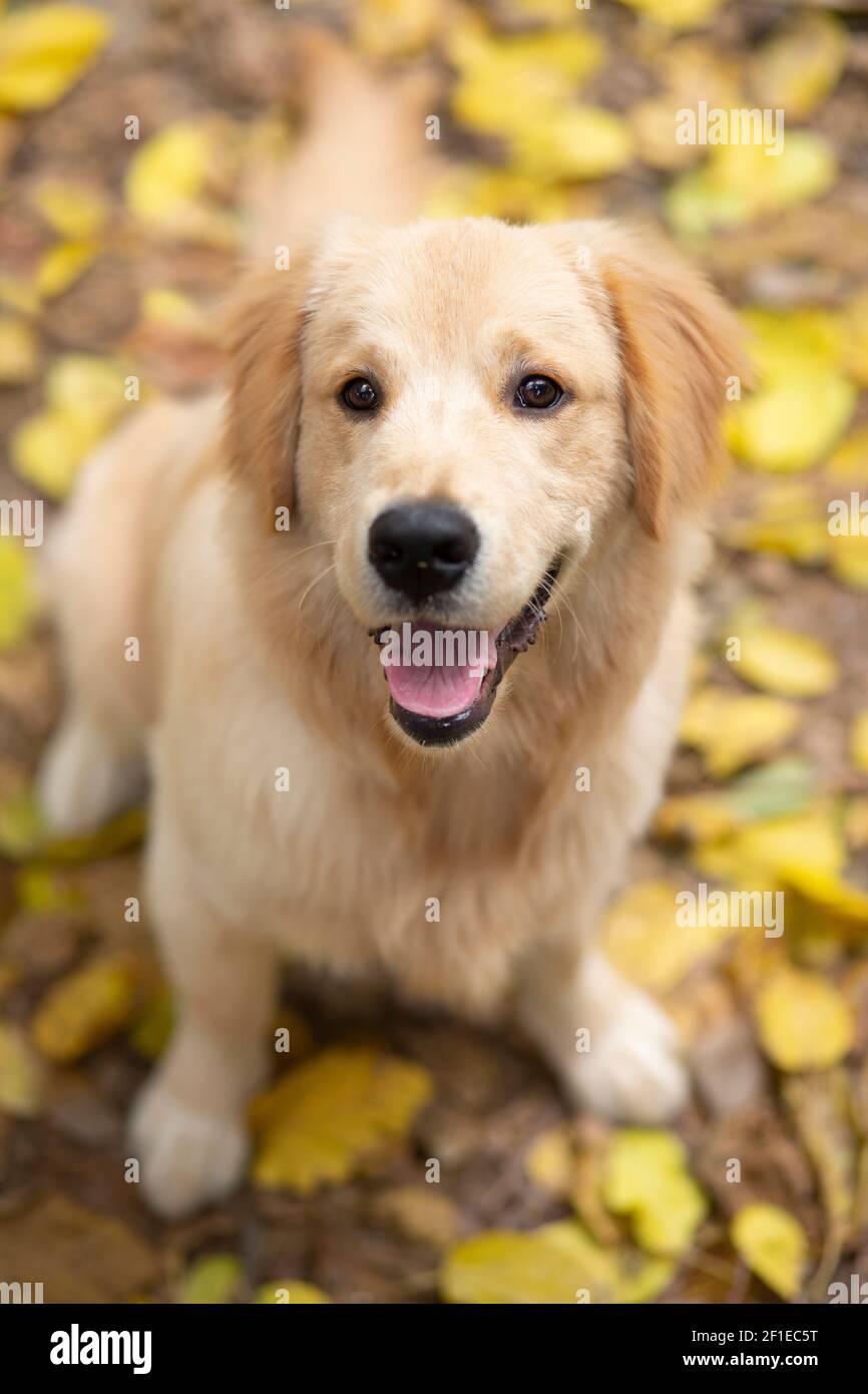 Dog looking at camera hi-res stock photography and images - Alamy
