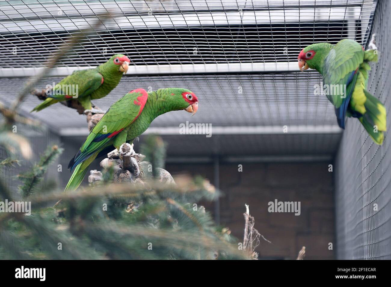 Red spectacled parrots hi-res stock photography and images - Alamy