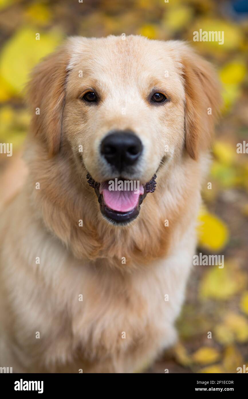 Happy dog sitting hi-res stock photography and images - Alamy