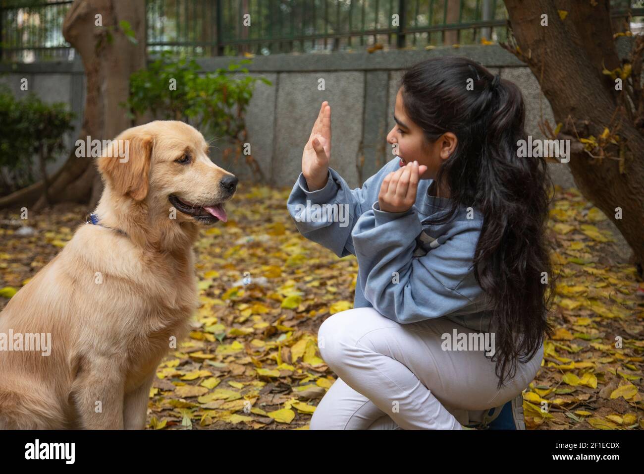 A YOUNG GIRL RAISING HAND IN FRONT OF PET DOG WHILE PLAYING Stock Photo ...