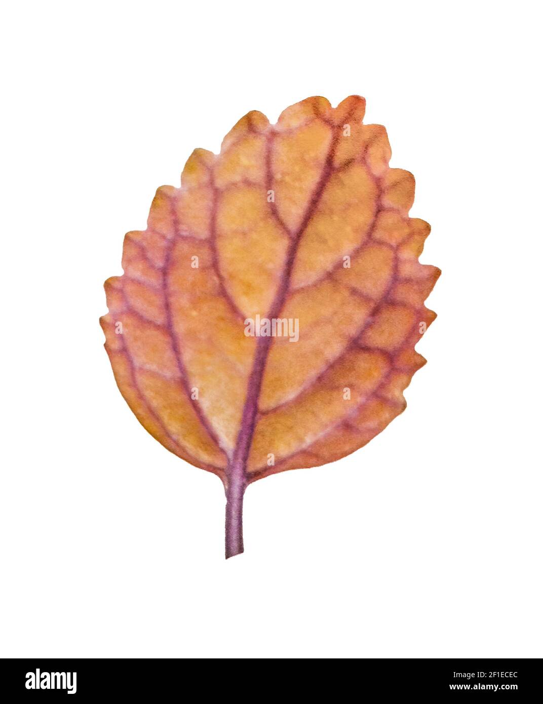 Leave photo hi-res stock photography and images - Alamy